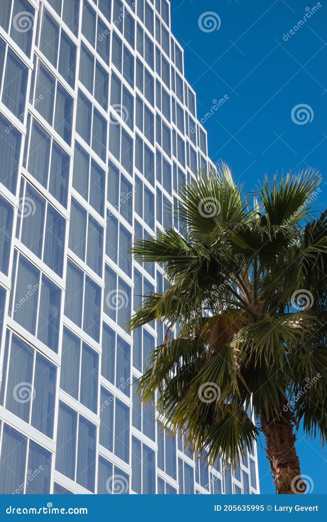 Palm Trees and a high rise stock image. Image of hotel - 205635995