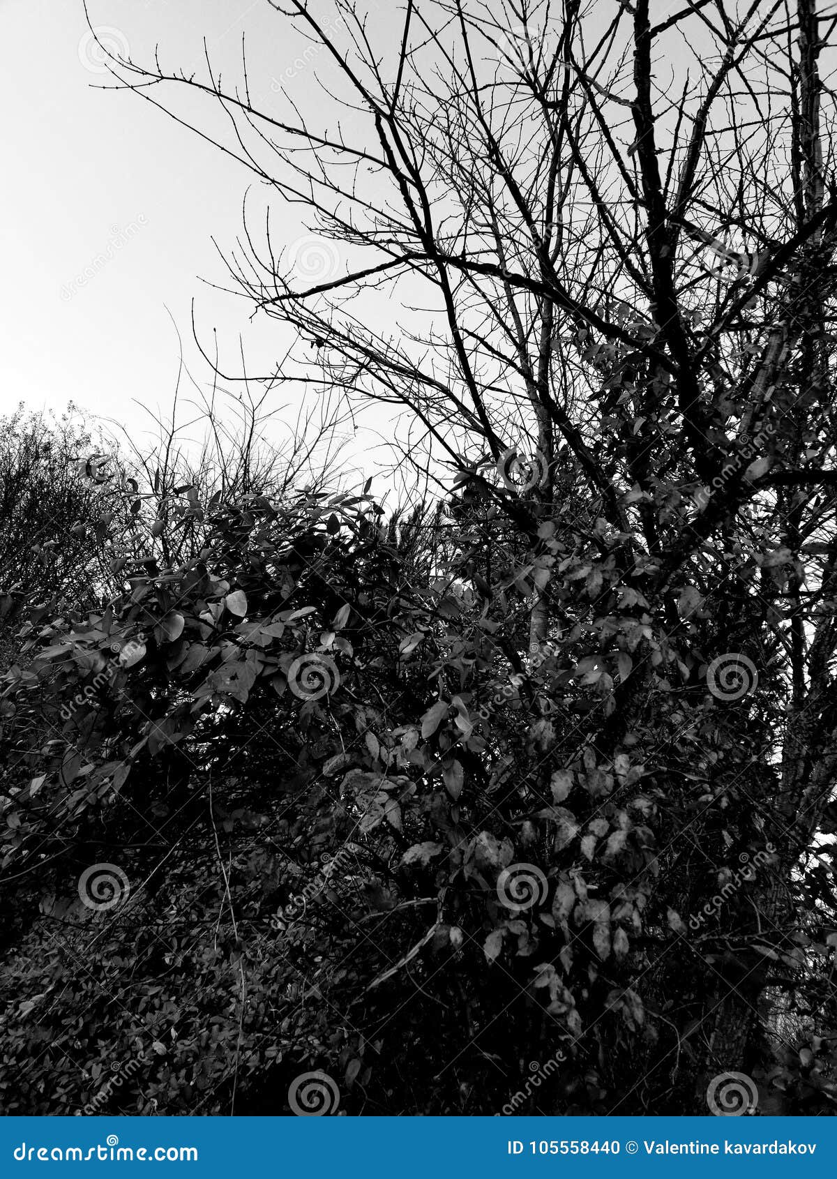 Contrast stock photo. Image of simple, contrast, beautiful - 105558440