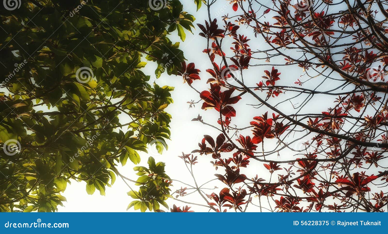 Contrast stock image. Image of tree, green, leaves, nature - 56228375