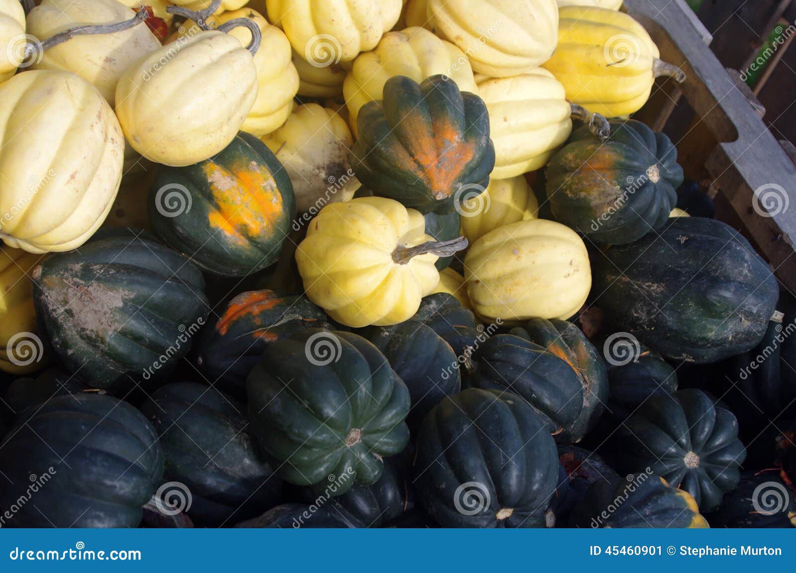 Contrasting Fall Squash stock image. Image of giving - 45460901