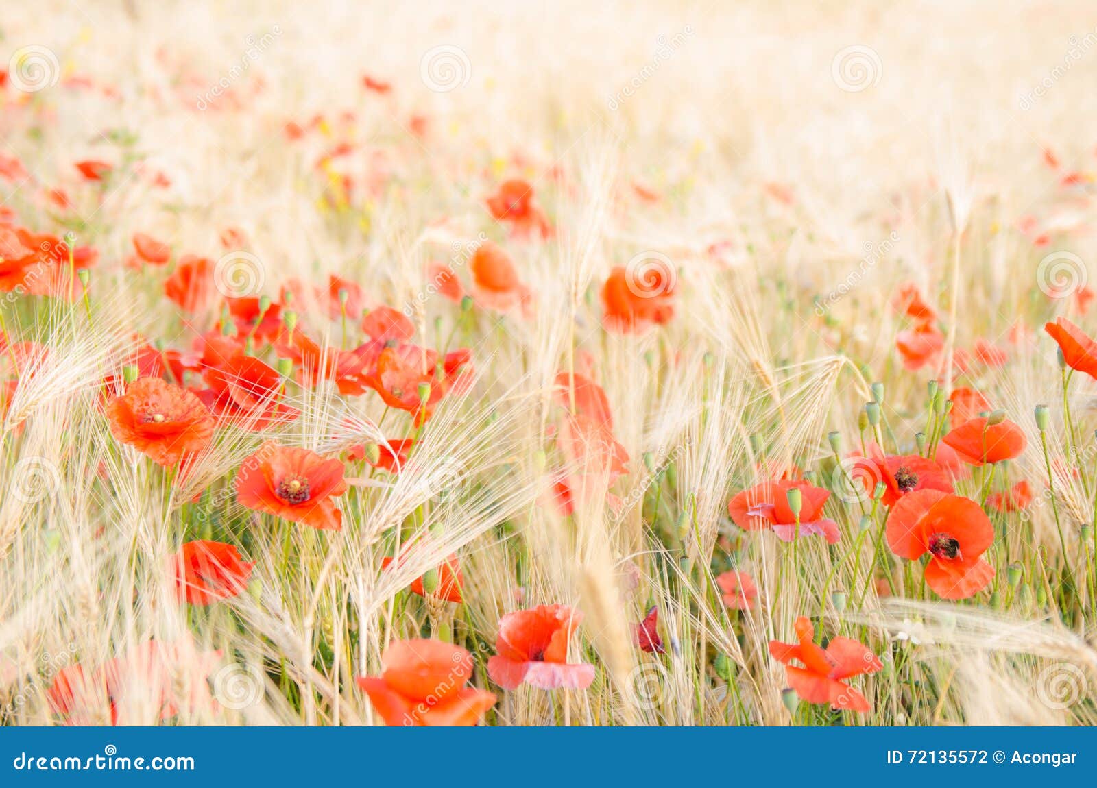 Contrasto Di Colore: Papavero Rosso E Grano Giallo Fotografia Stock ...