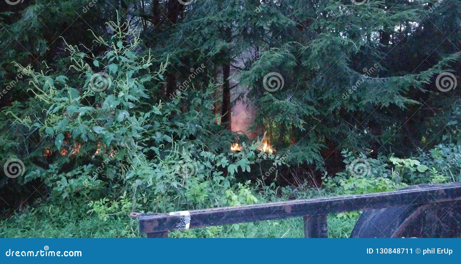 Leaf Fire Inside the Hemlock Line Stock Image - Image of fire, foliage ...