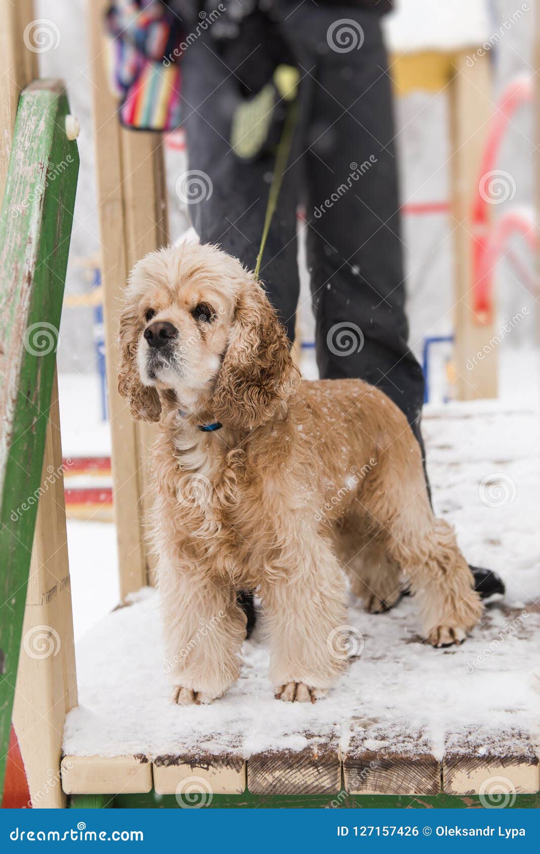 Control Cocker Spaniel De La Mujer Con El Correo Del Cuello Foto de ...