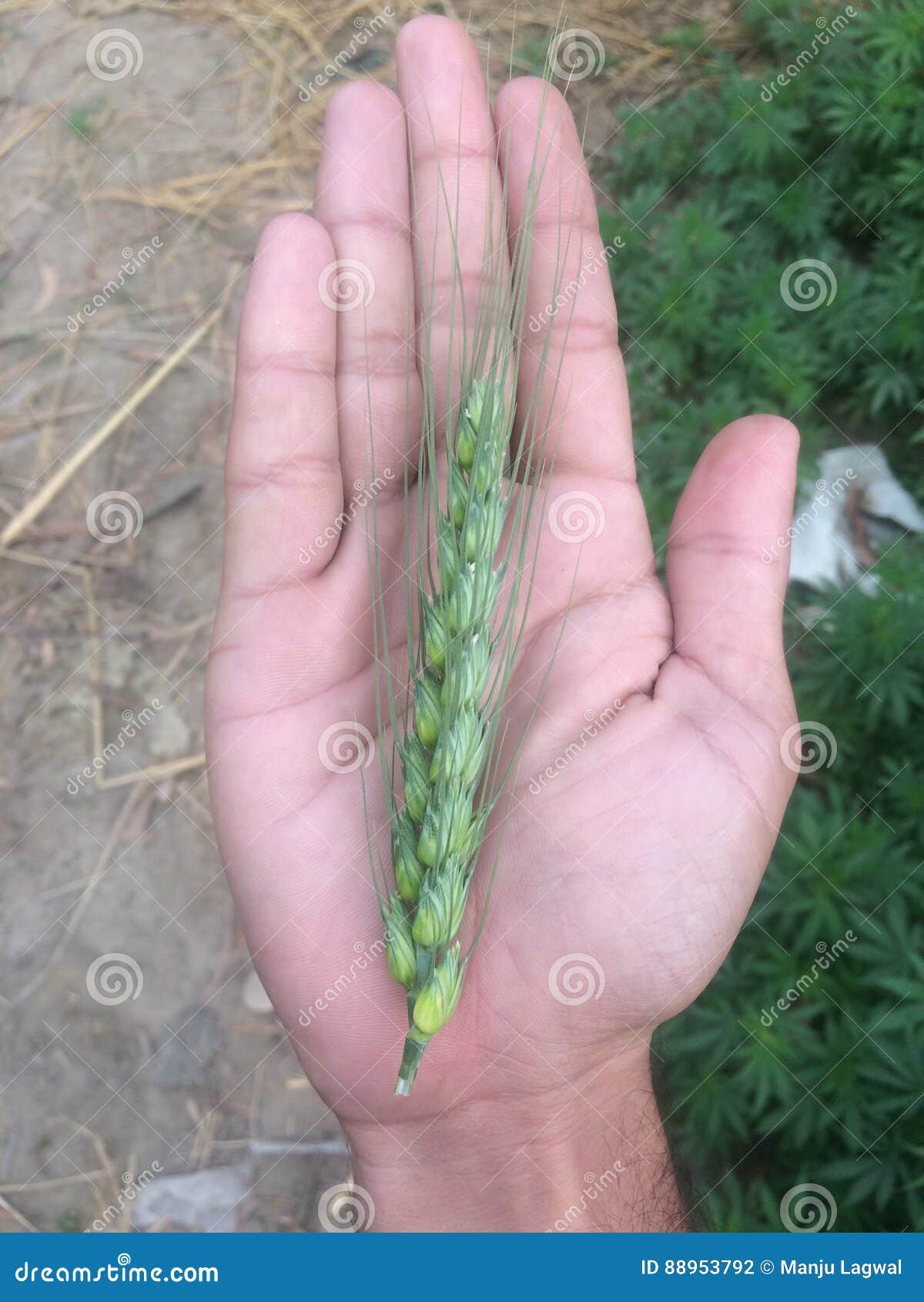Control De La Flor Del Trigo Encendido Foto de archivo - Imagen de ...