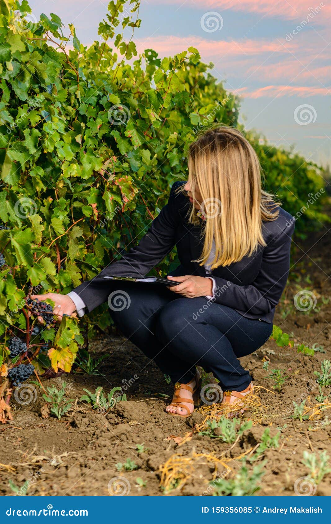The Control Quality of Vine and Grape Crop Stock Image - Image of ...