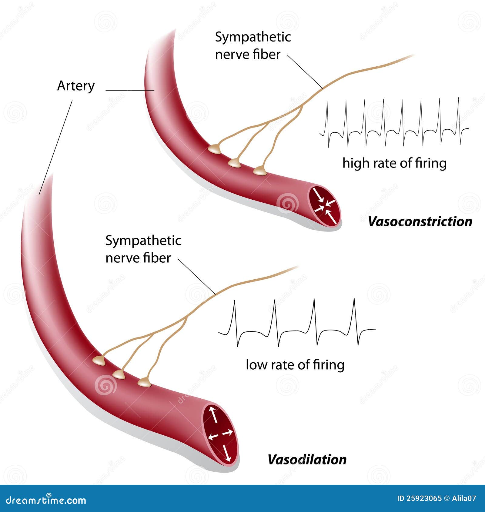 Controle Do Vasoconstriction E Do Vasodilation Foto de Stock Royalty ...