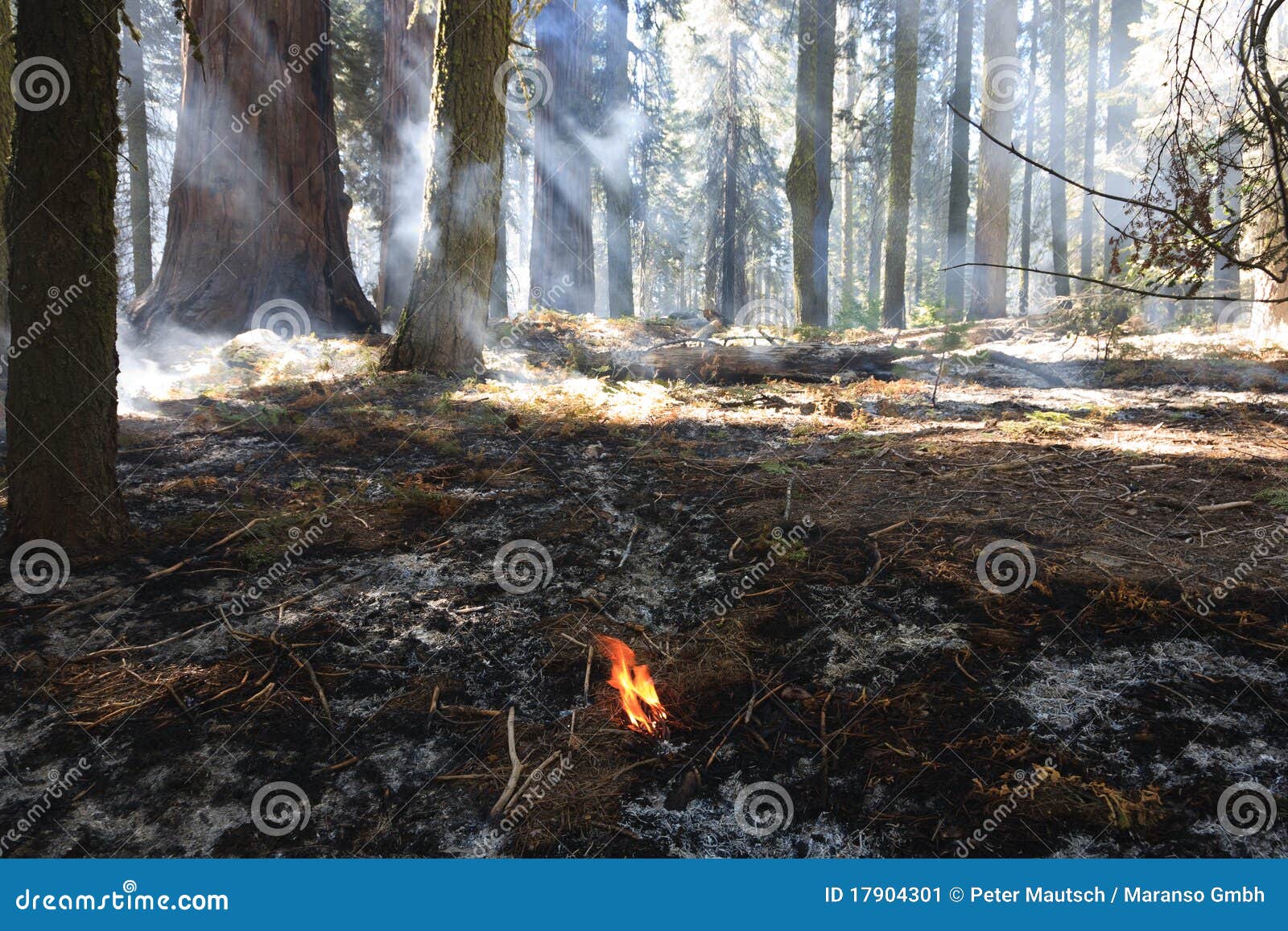 Controlled burn stock image. Image of fire, cinder, california - 17904301