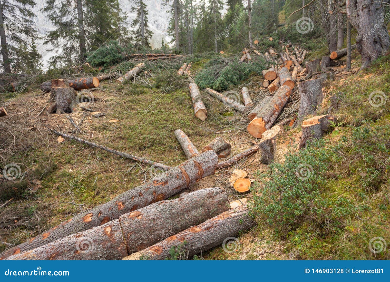 Controlled Deforestation Inside an Italian Forest. Cross Section of a ...