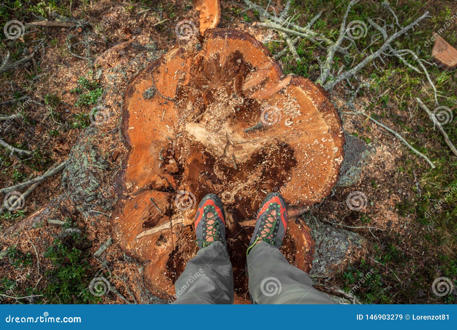 Controlled Deforestation Inside an Italian Forest. Cross Section of a ...