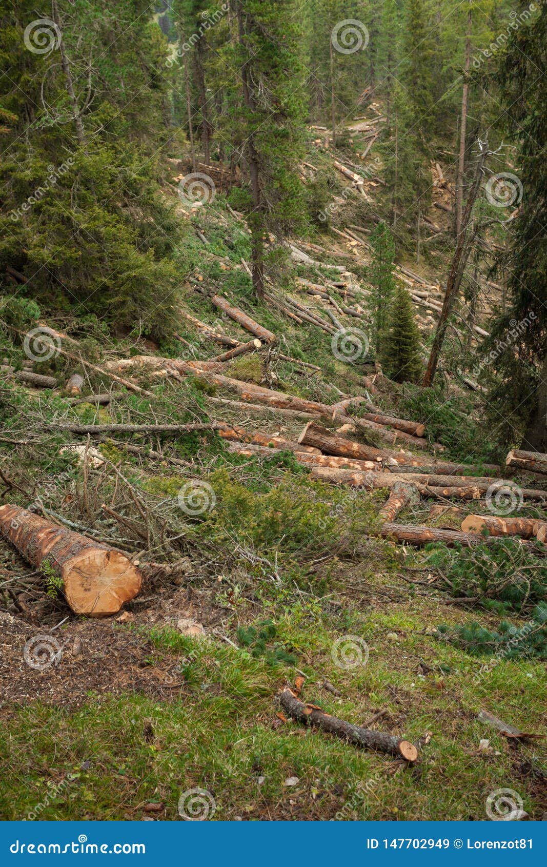 Controlled Deforestation Inside an Italian Forest. Cross Section of a ...