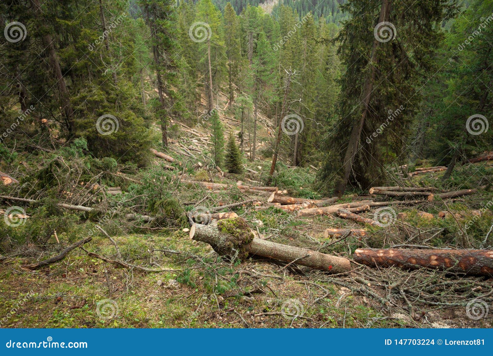 Controlled Deforestation Inside An Italian Forest. Cross Section Of A ...