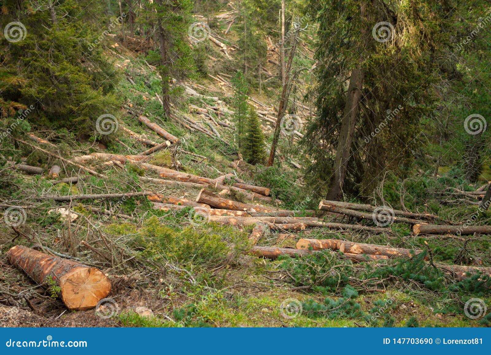Controlled Deforestation Inside an Italian Forest. Cross Section of a ...