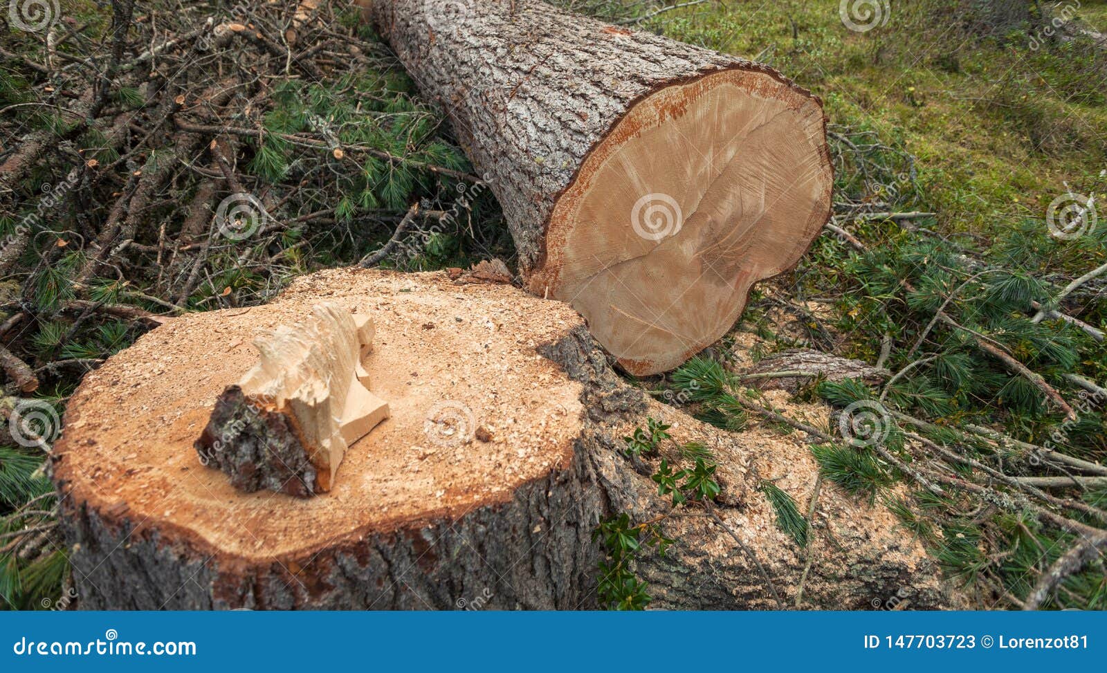 Controlled Deforestation Inside an Italian Forest. Cross Section of a ...