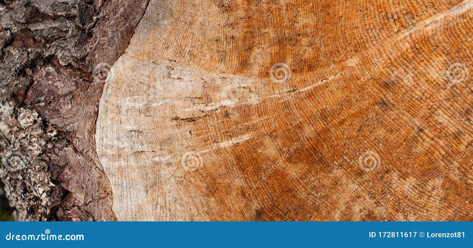 Controlled Deforestation Inside an Italian Forest. Cross Section of a ...