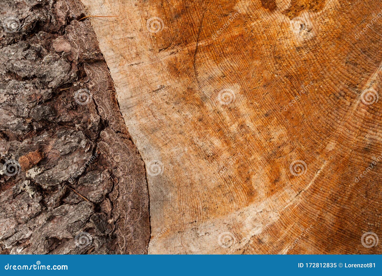 Controlled Deforestation Inside an Italian Forest. Cross Section of a ...