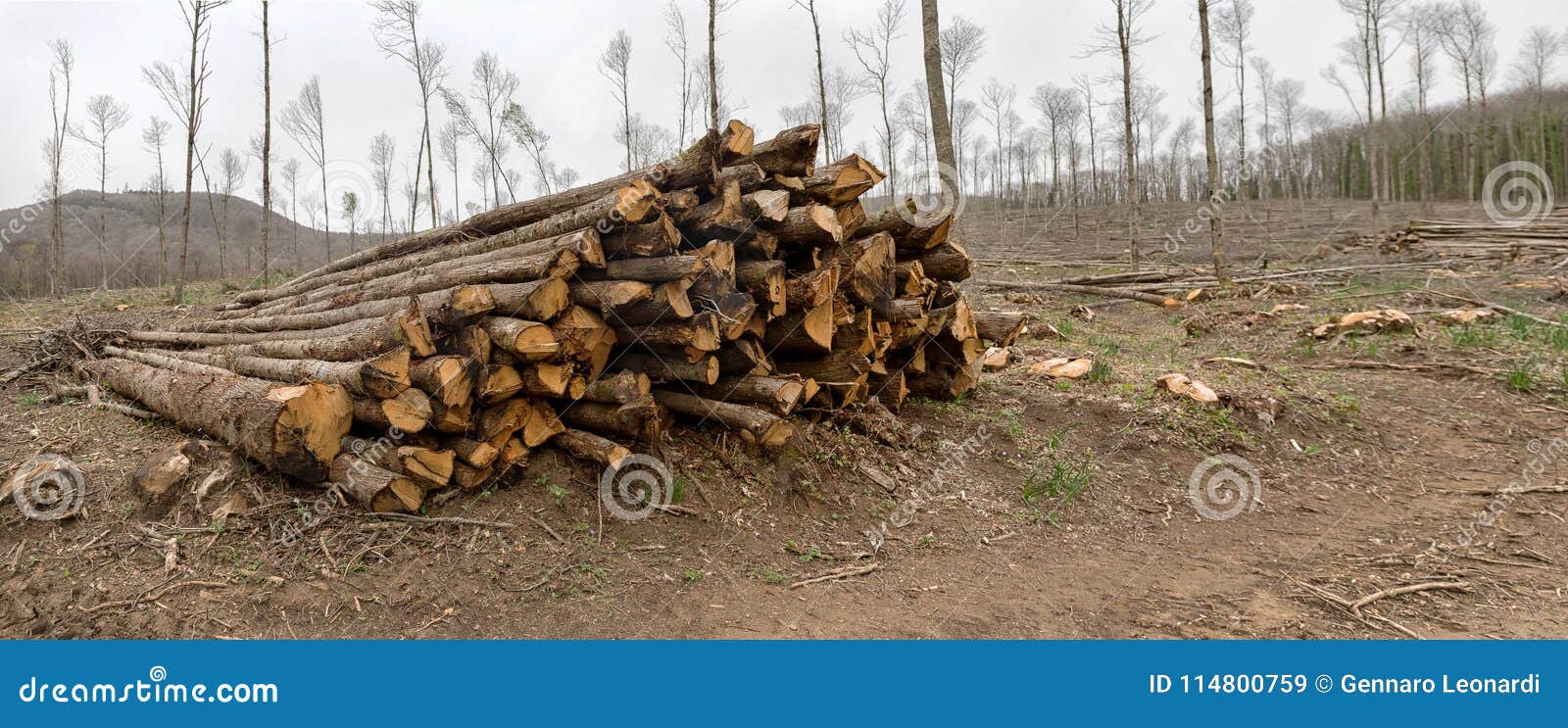 Controlled Forest Deforestation. Stock Image - Image of deforestation ...