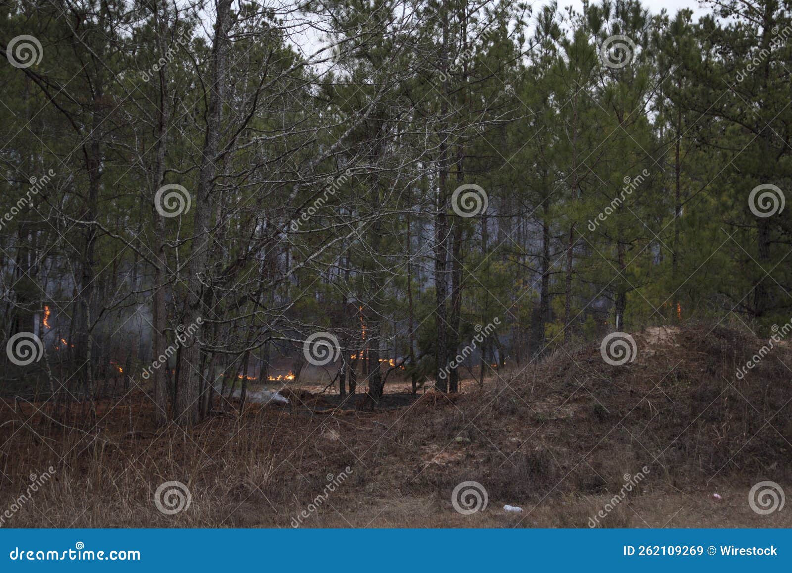 Controlled Forest Fire in the Winter in Rural Georgia Stock Image ...