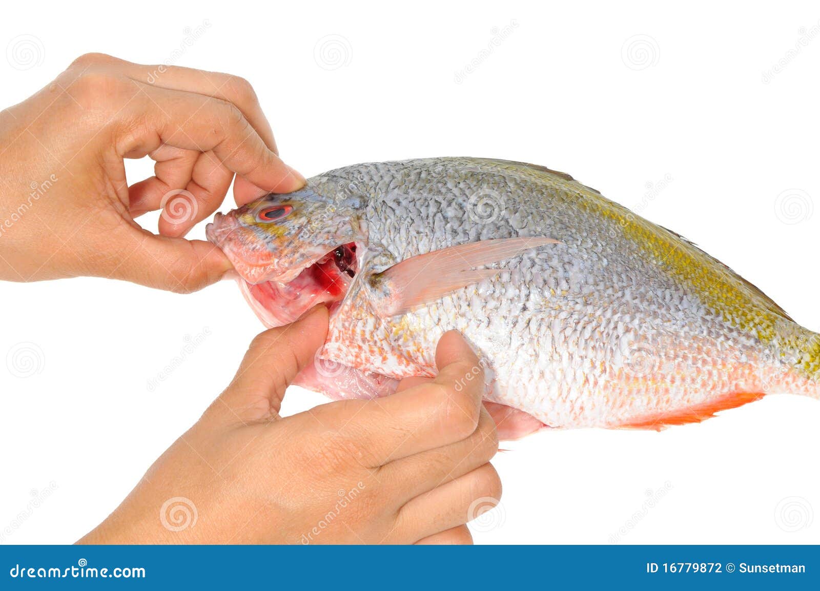 Controllo Della Branchia Di Un Pesce Fotografia Stock - Immagine di ...