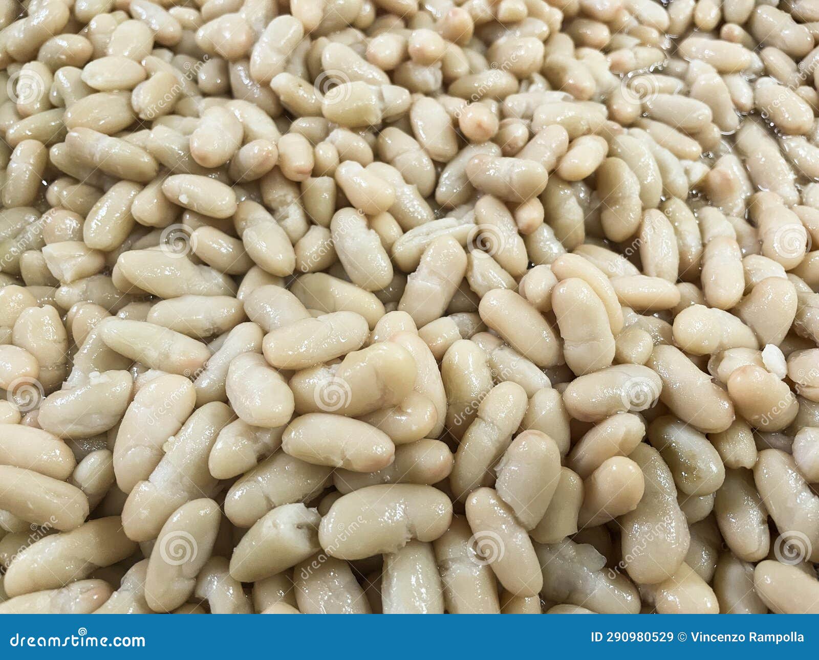 Controne beans stock image. Image of fruit, herb, controne - 290980529