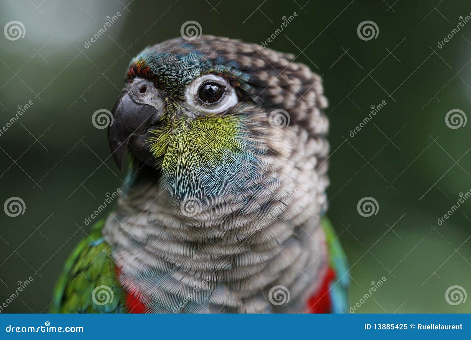 Conure stock image. Image of wildlife, pyrrhura, detail - 13885425