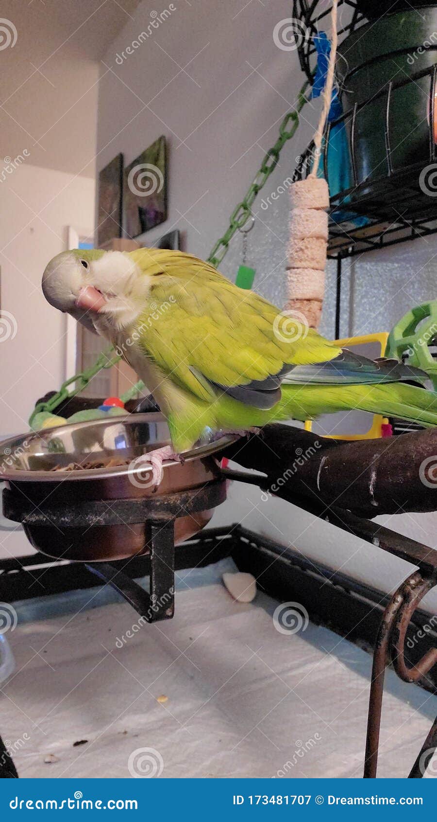 Conure stock image. Image of green, animals, quaker - 173481707