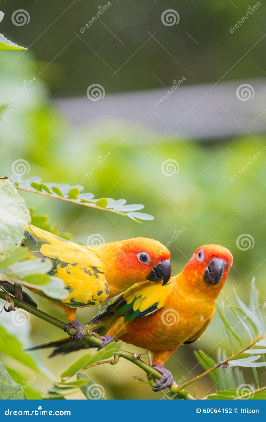 Conure Hermoso Del Sol Del Loro Foto de archivo - Imagen de loro ...
