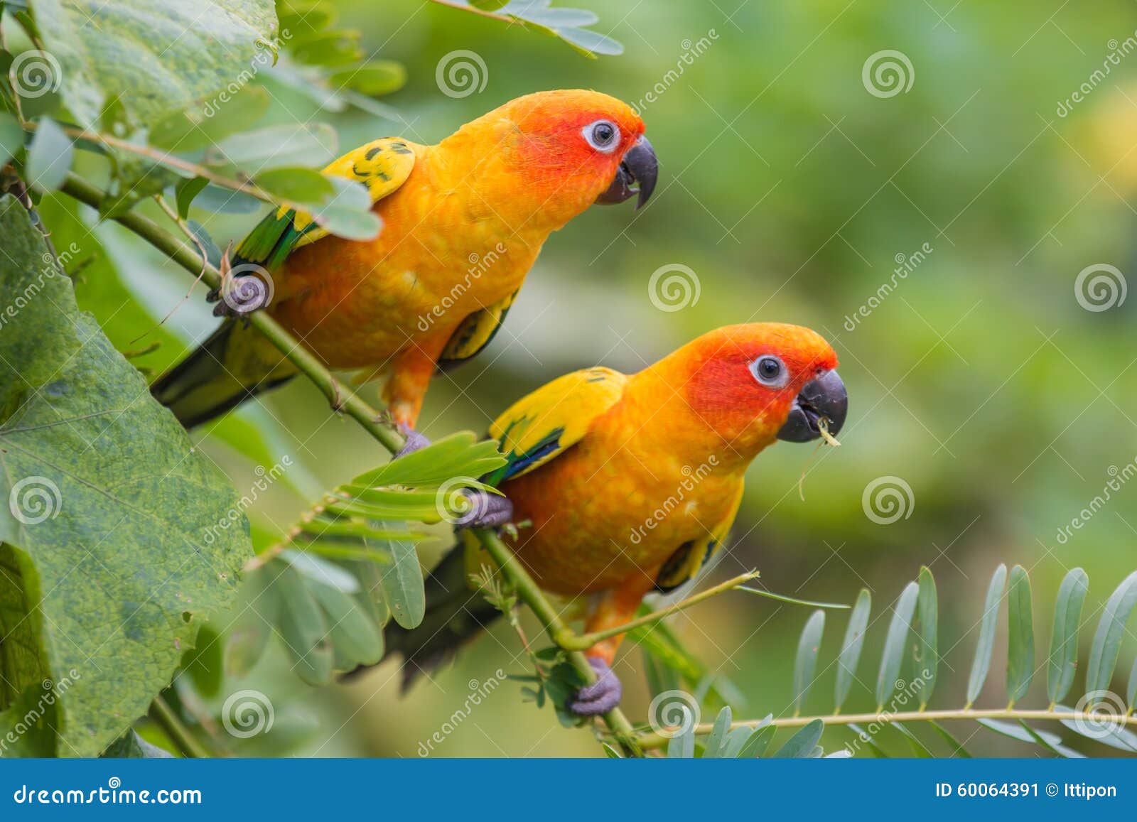 Conure Hermoso Del Sol Del Loro Imagen de archivo - Imagen de fauna ...