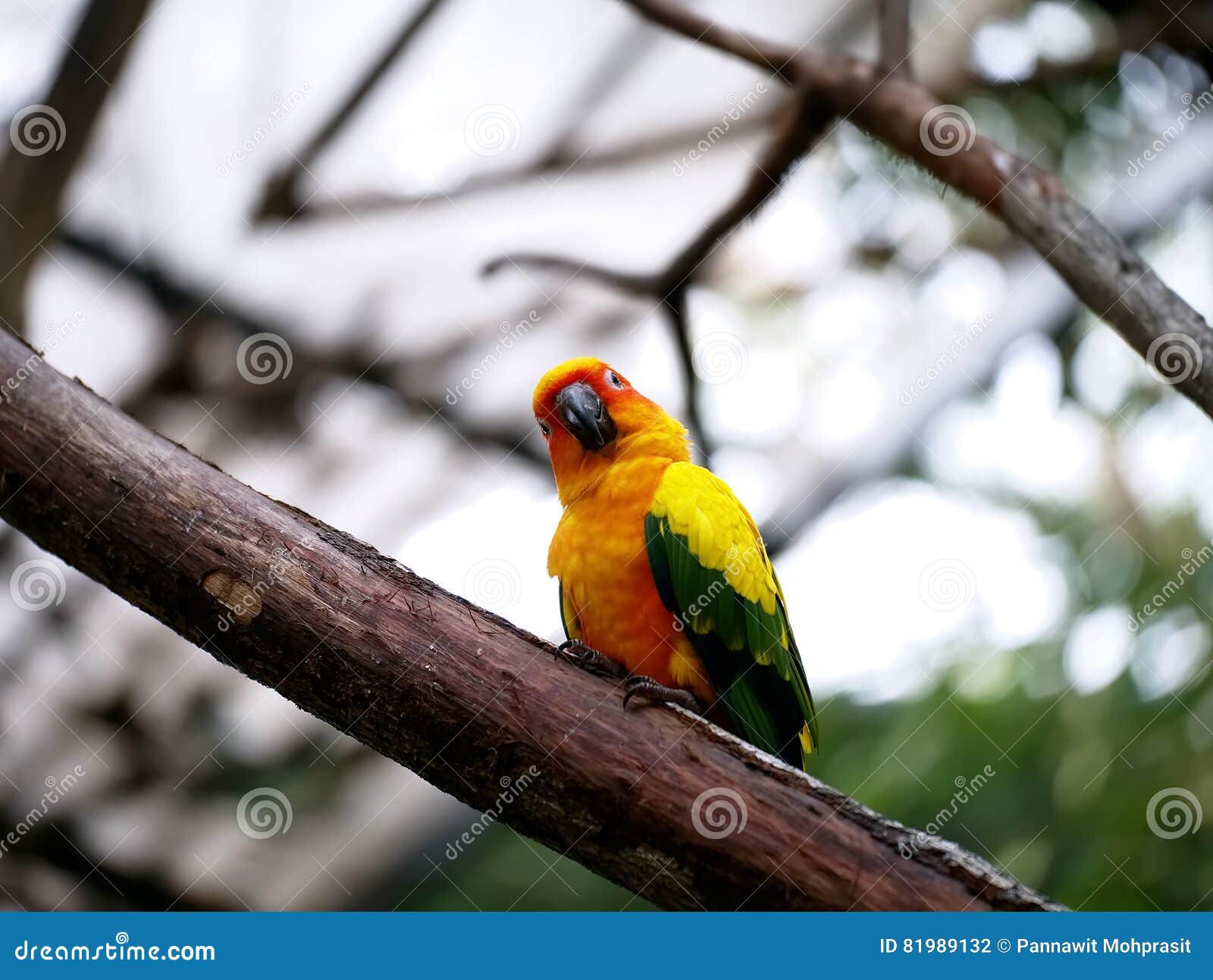 Conure relaxing on a tree. stock photo. Image of wing - 81989132
