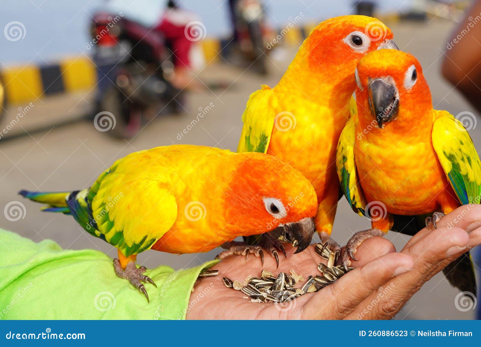 The Conures Being Feed on Human Hand Stock Image - Image of wildlife ...