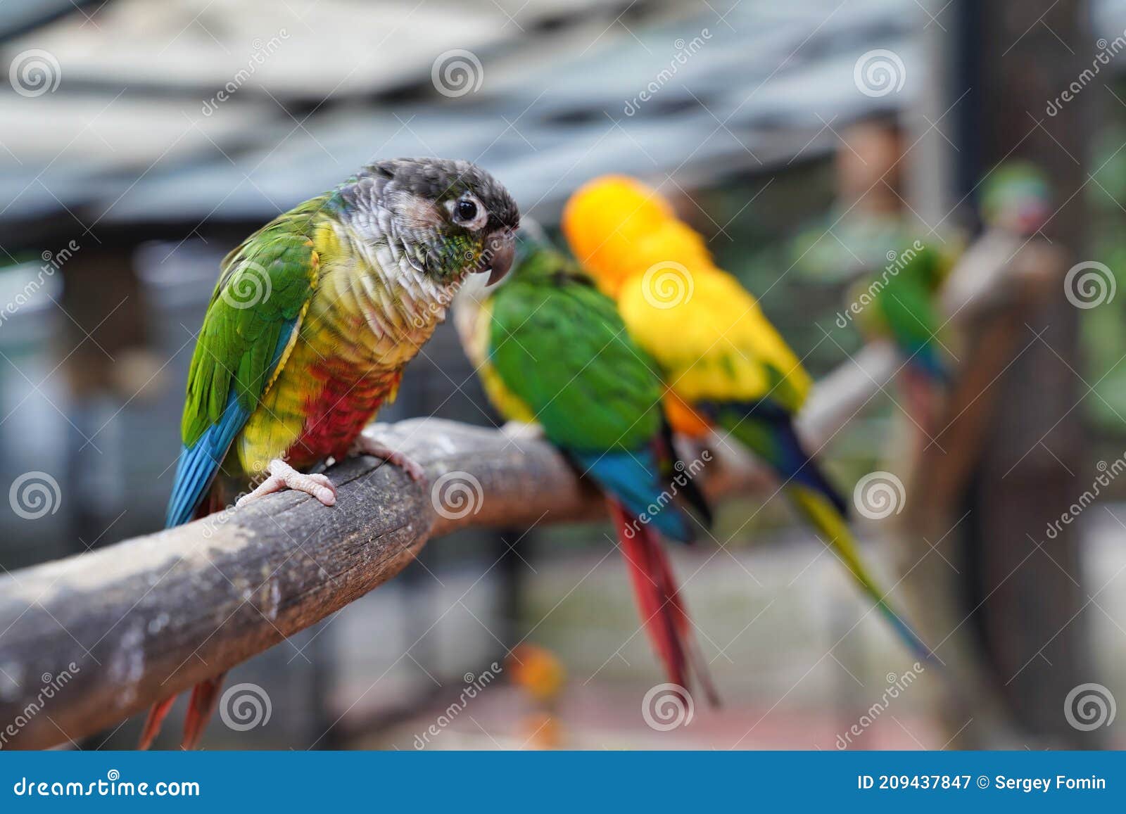 Conures - a Variety of Weakly Expressed by a Group of Parrots of Small ...