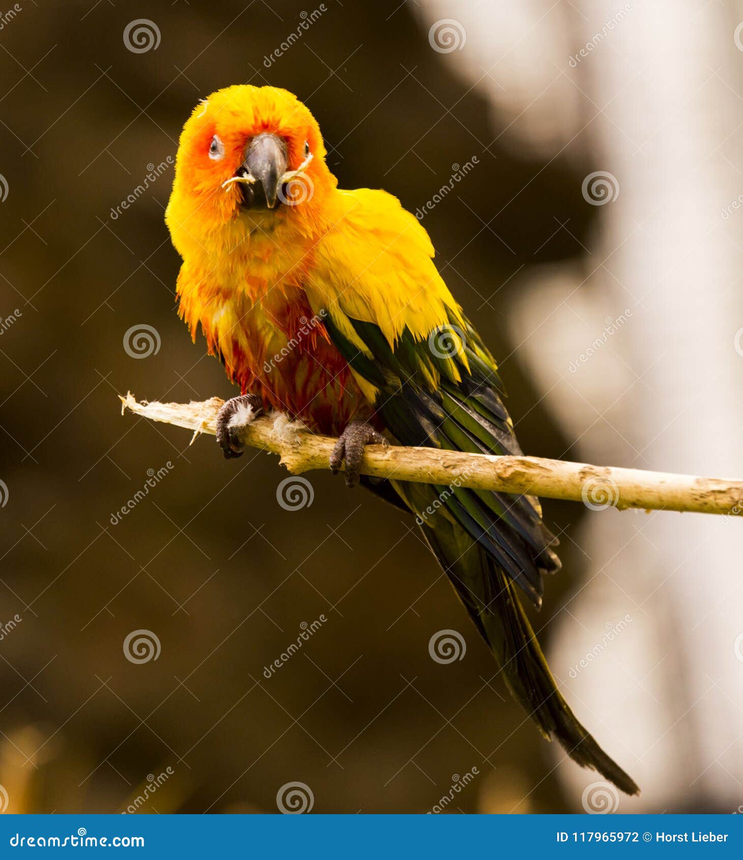 Conuro Aratinga Solstitialis Di Sun Fotografia Stock - Immagine di ...