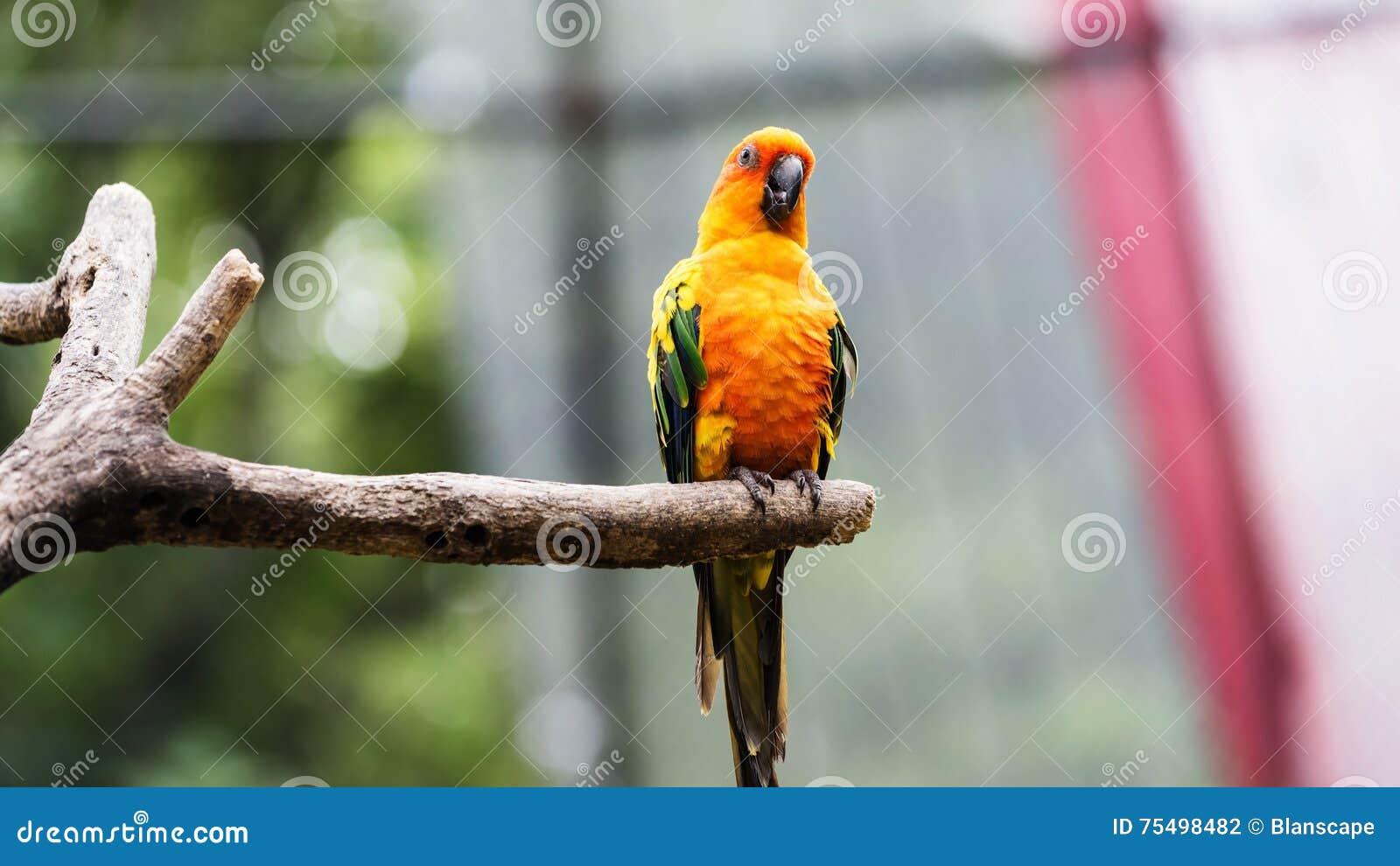 Conuro Del Sole O Pappagallo Giallo Fotografia Stock - Immagine di ...
