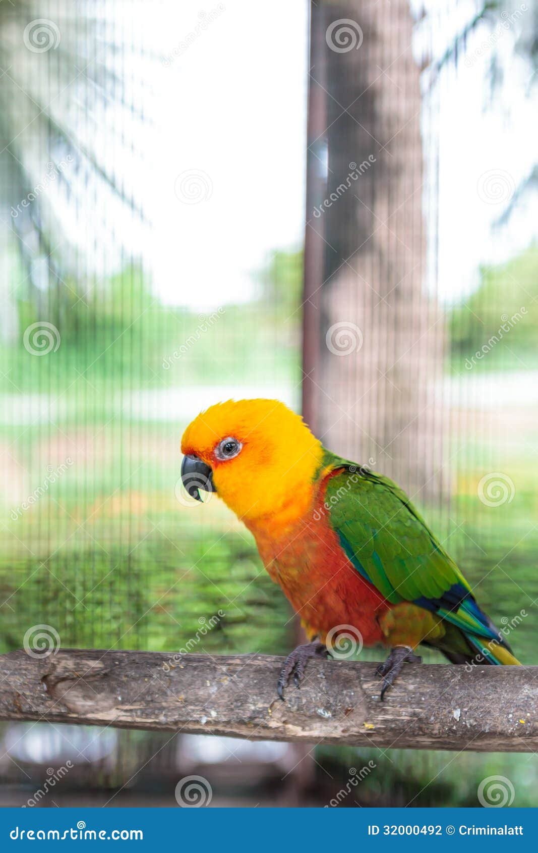 Conuro Variopinto Di Jandaya Fotografia Stock - Immagine di arancione ...