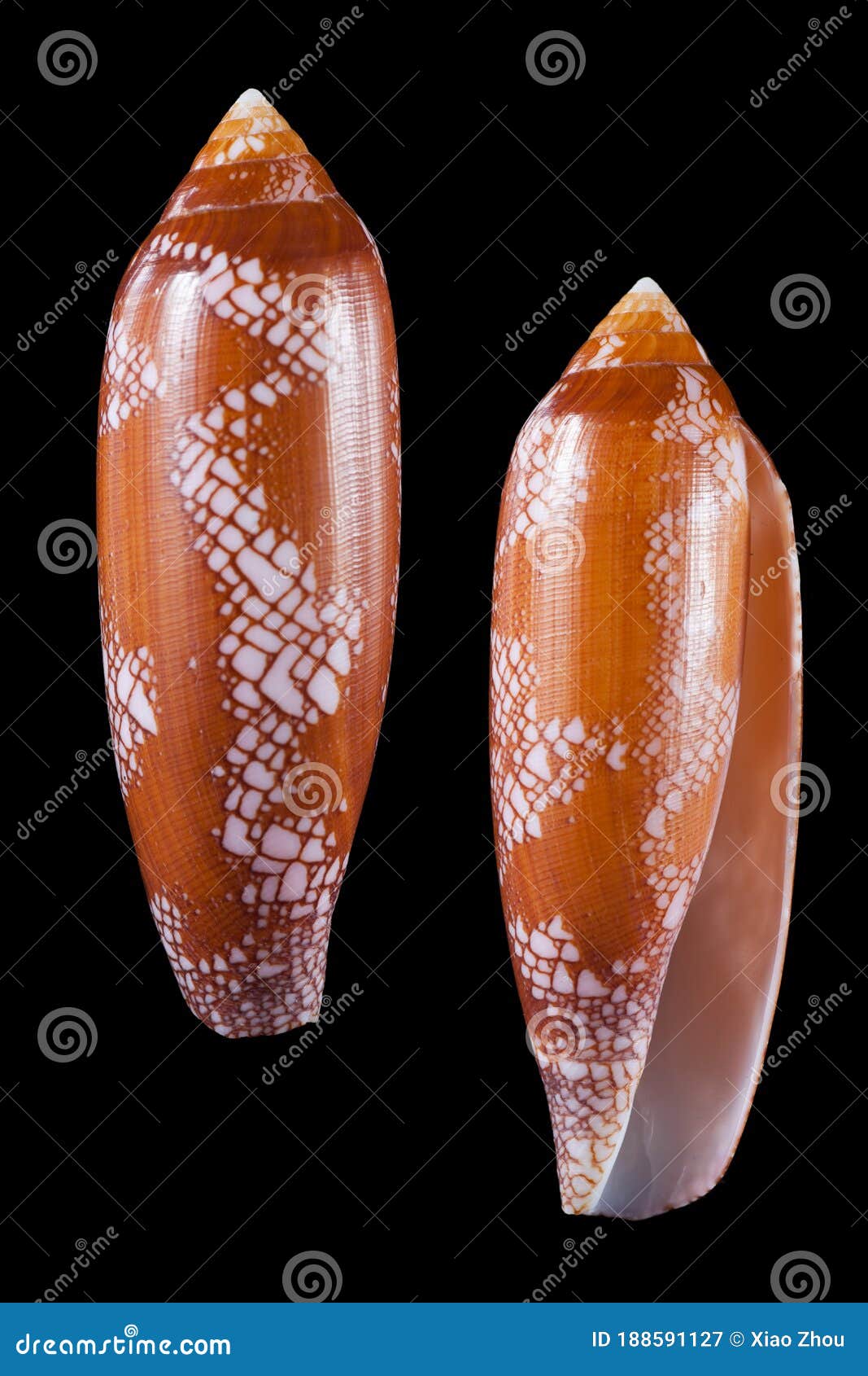 Conus Aulicus, Princely Cone, Predatory Sea Snail, Cone Shells, Brown ...