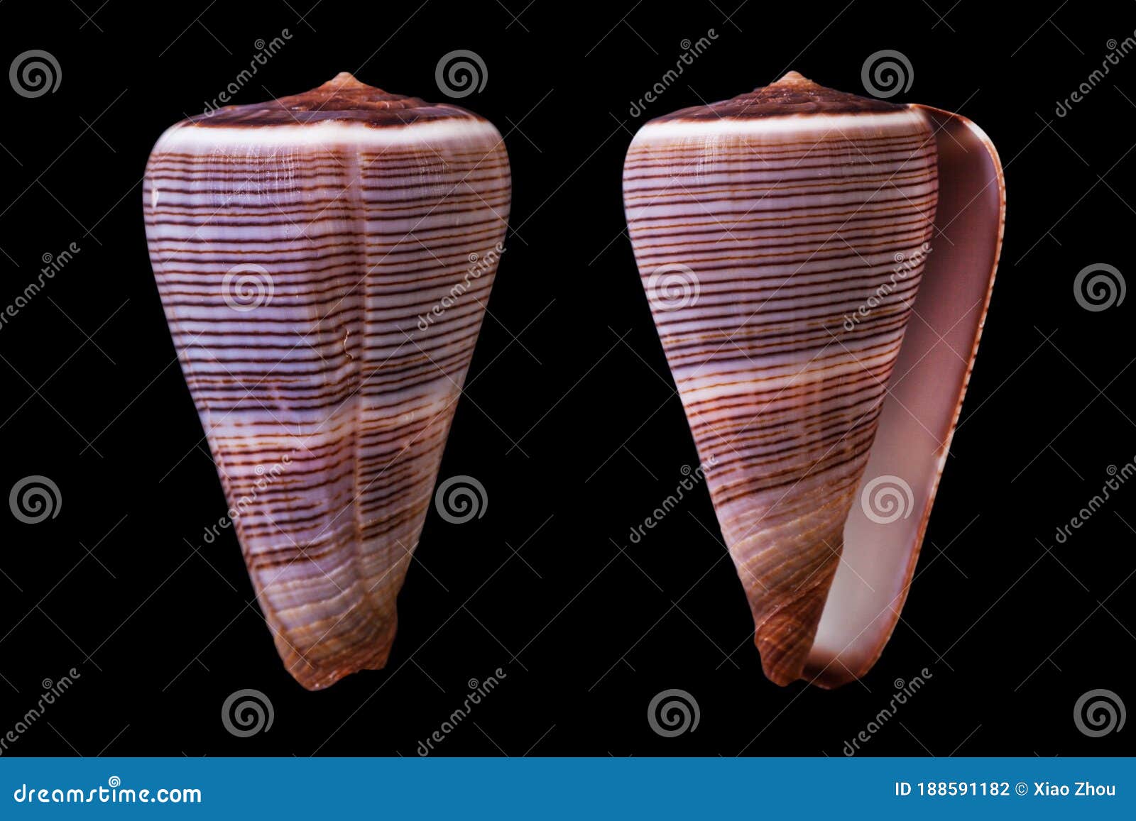 Conus Aulicus, Princely Cone, Predatory Sea Snail, Cone Shells, Brown ...