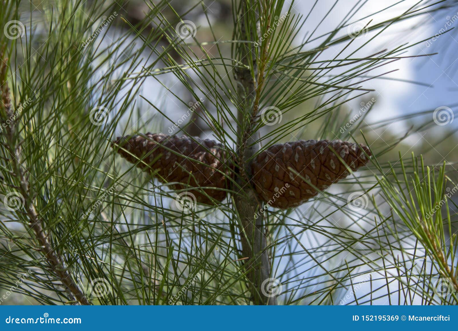 Conus of Genus Pinus Tree. Two Pieces Stock Image - Image of leaves ...