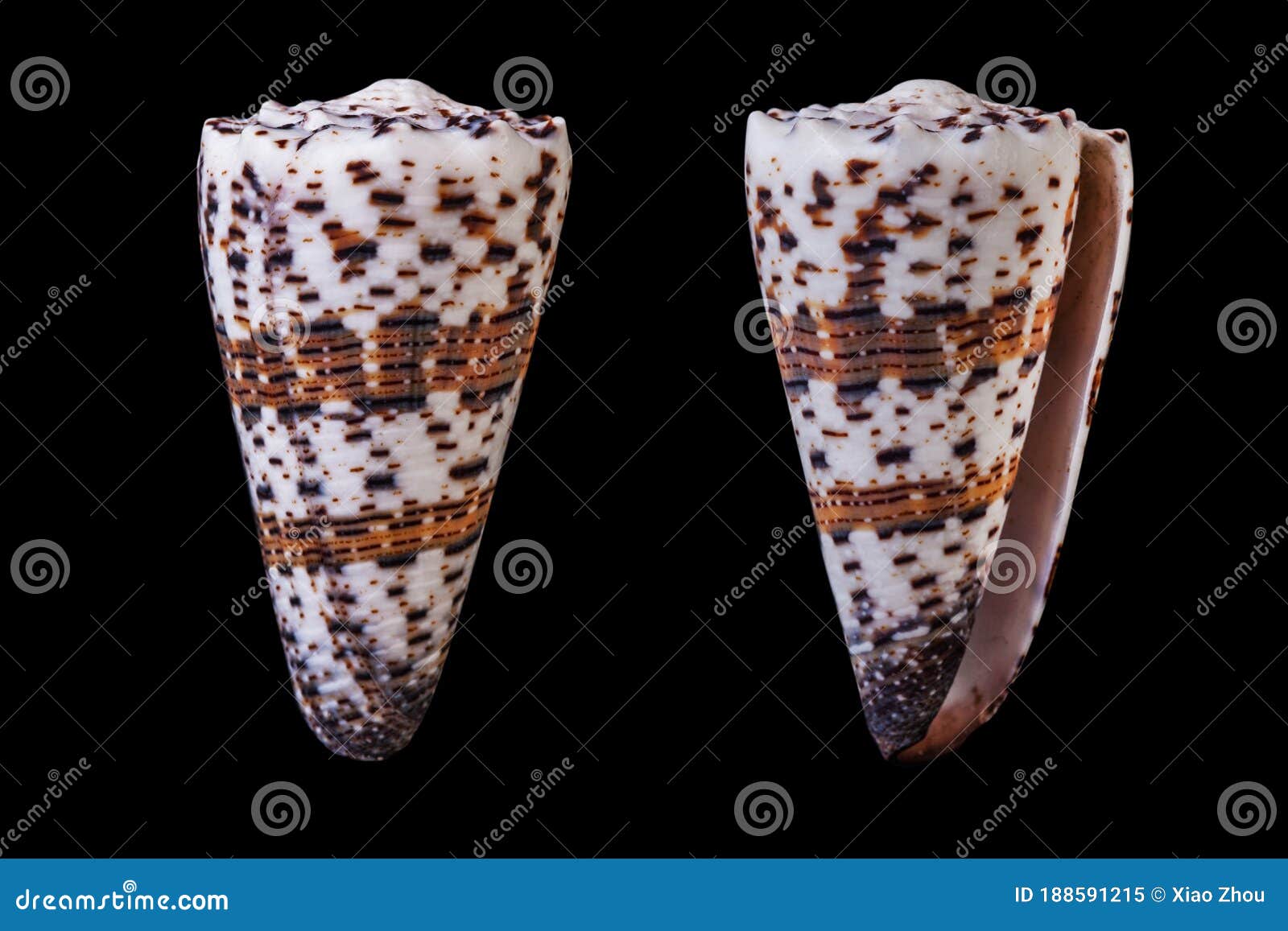 Conus Aulicus, Princely Cone, Predatory Sea Snail, Cone Shells, Brown ...