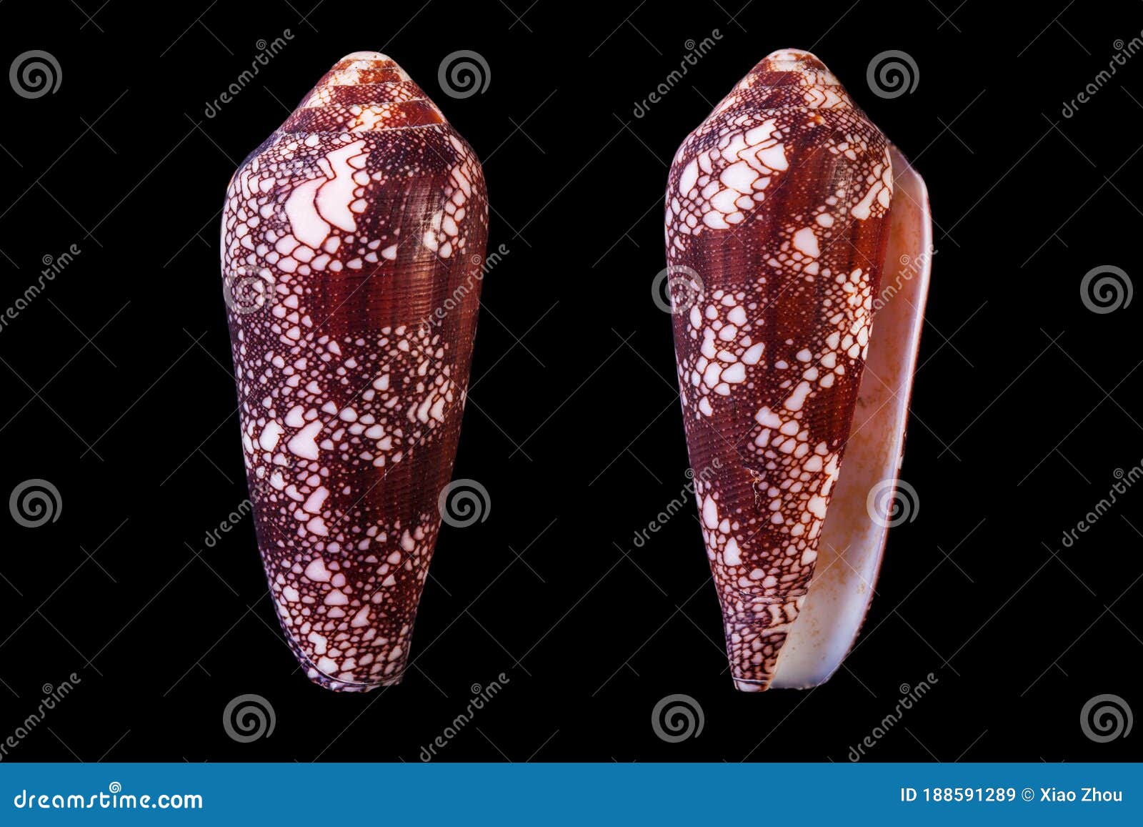 Conus Aulicus, Princely Cone, Predatory Sea Snail, Cone Shells, Brown ...