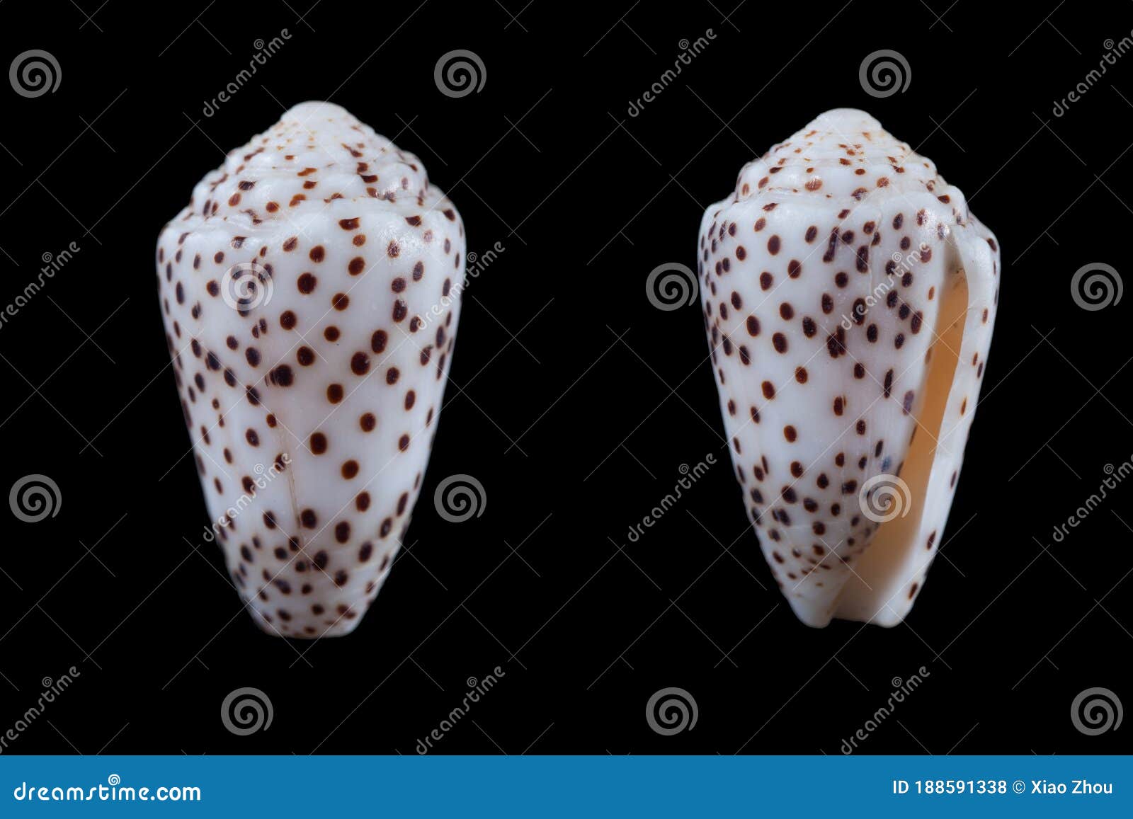 Conus Aulicus, Princely Cone, Predatory Sea Snail, Cone Shells, Brown ...