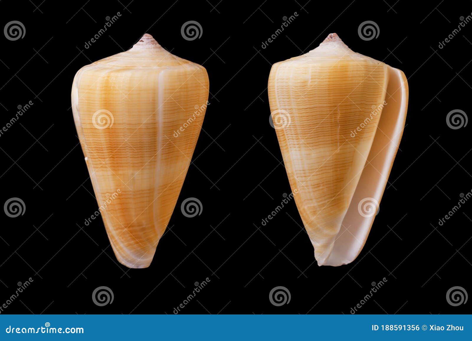 Conus Aulicus, Princely Cone, Predatory Sea Snail, Cone Shells, Brown ...