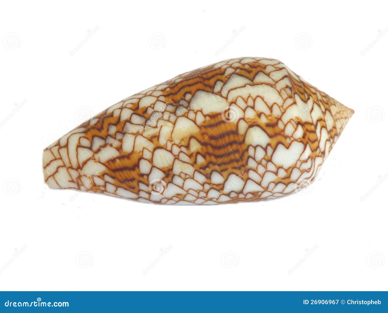 Conus textile stock image. Image of water, marine, australia - 26906967