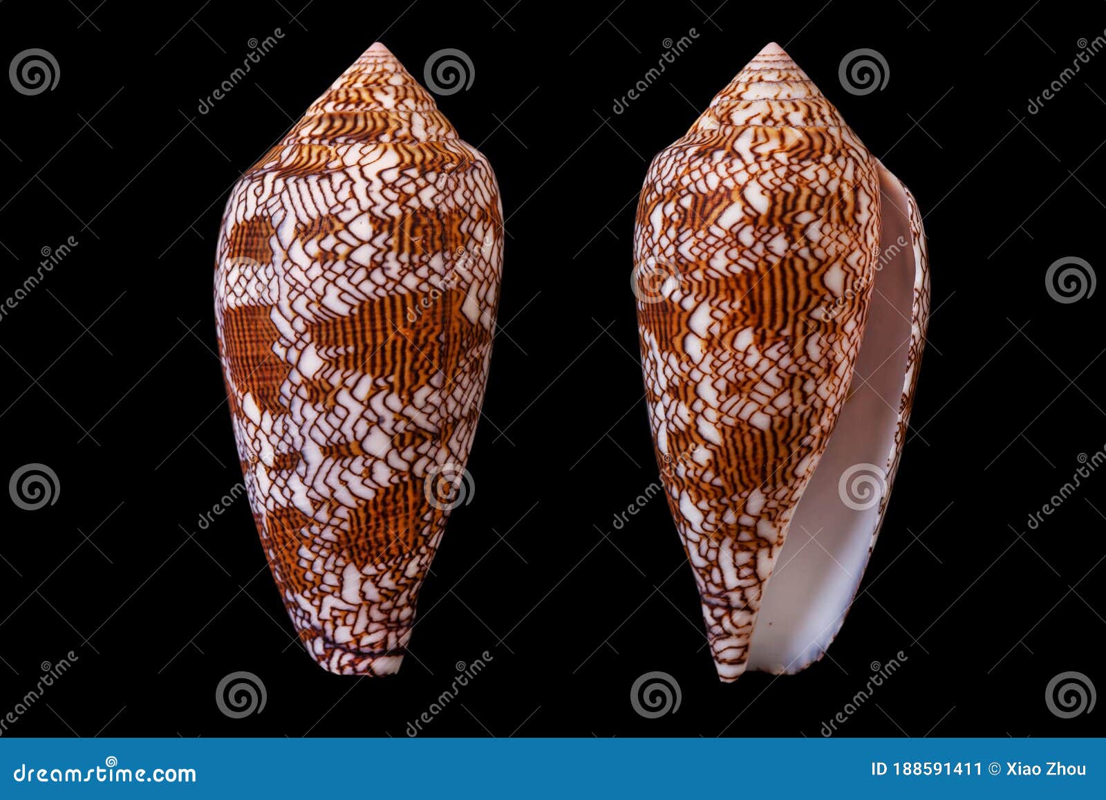 Conus Aulicus, Princely Cone, Predatory Sea Snail, Cone Shells, Brown ...