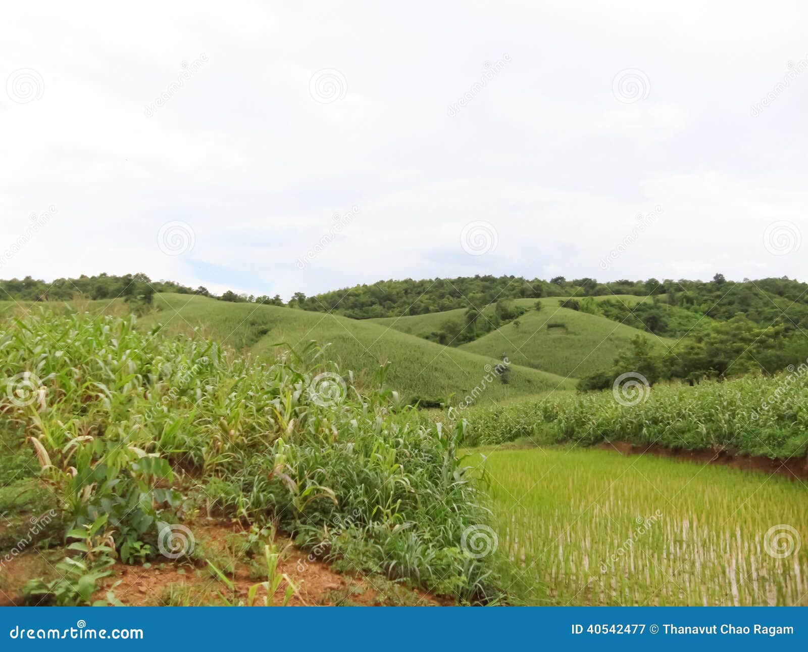 Conventional farming stock image. Image of food, mountains - 40542477