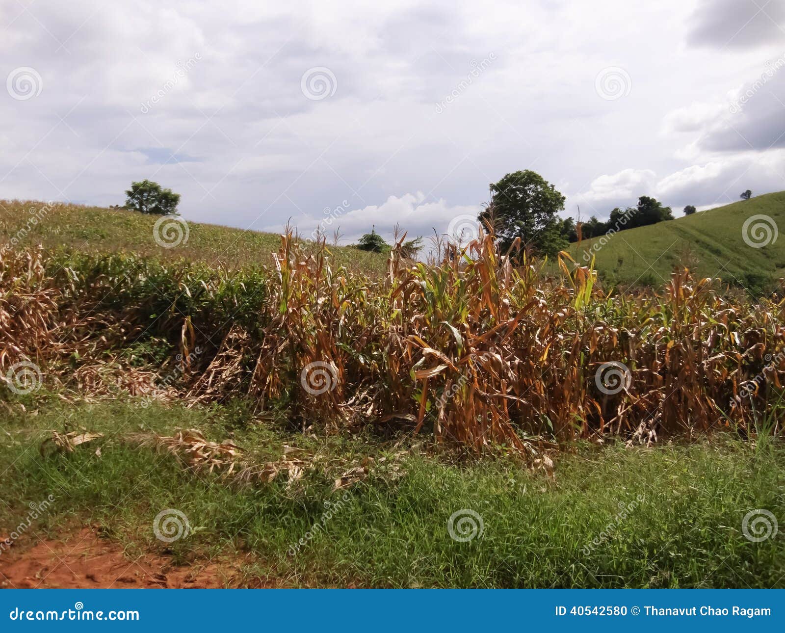 Conventional farming stock photo. Image of field, green - 40542580