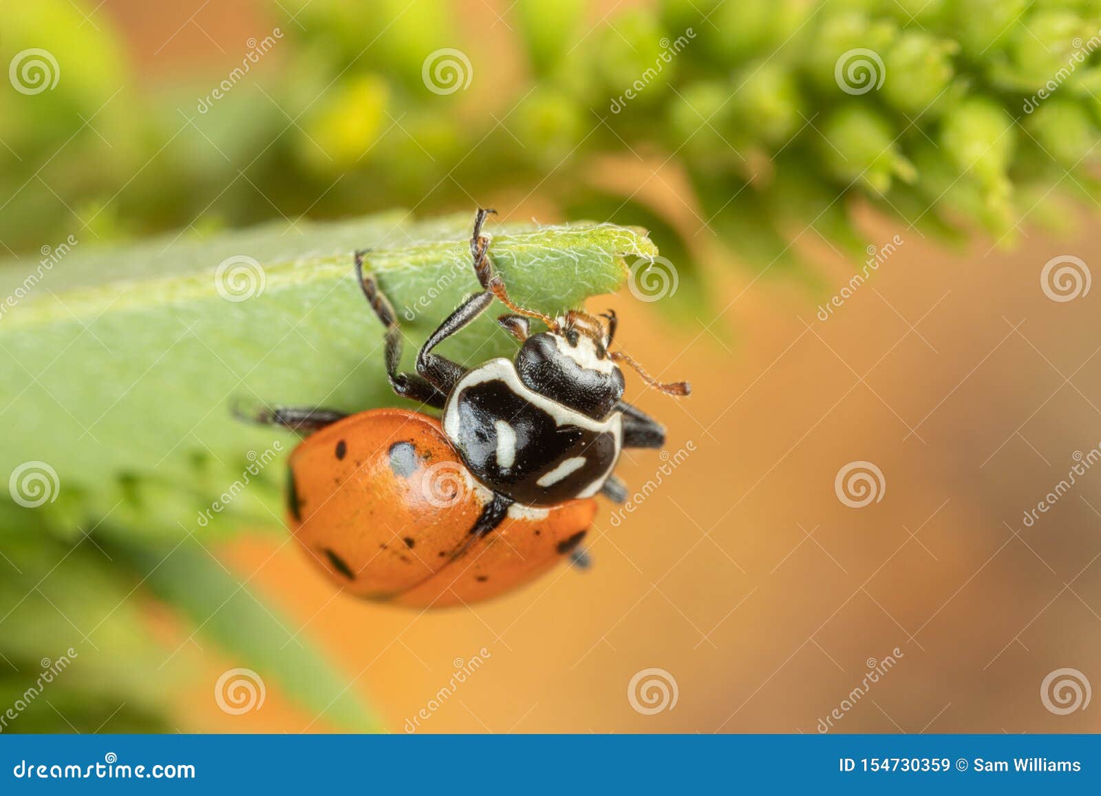 A Convergient Ladybird Beetle Ladybug Underneath a Leaf Stock Image ...