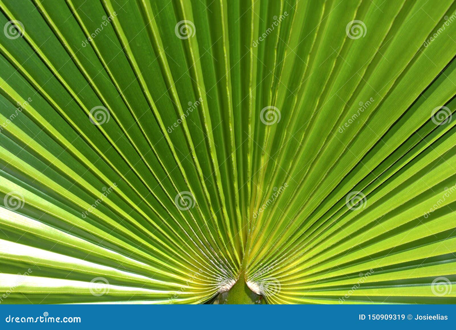 Patterns in Nature, Green Palm Frond Stock Image - Image of tree ...