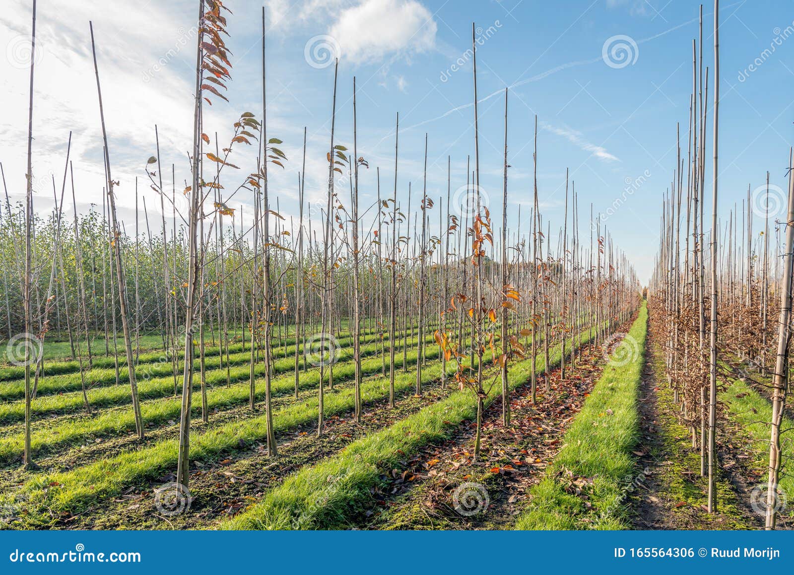 Rows Of Tree Branches Support Young Tomato Plants. Stock Image ...