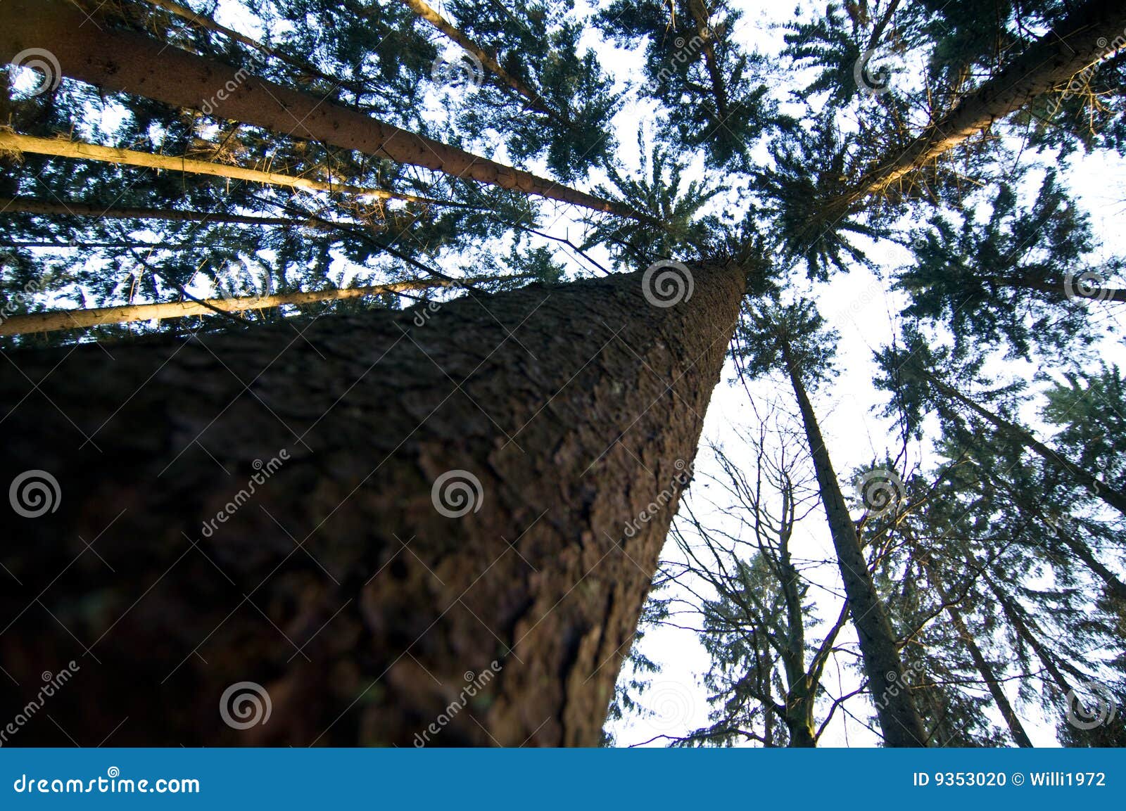 Converging pine trees stock photo. Image of pine, forest - 9353020