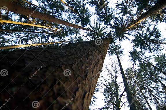 Converging pine trees stock photo. Image of pine, forest - 9353020