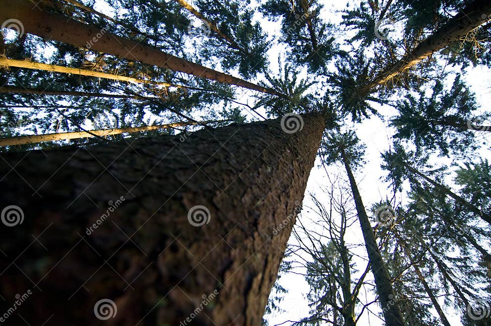 Converging pine trees stock photo. Image of pine, forest - 9353020